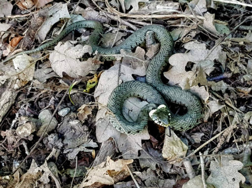 Accompagnateur en montagne, Vipère aspic, mélanique - Vipère aspic ...