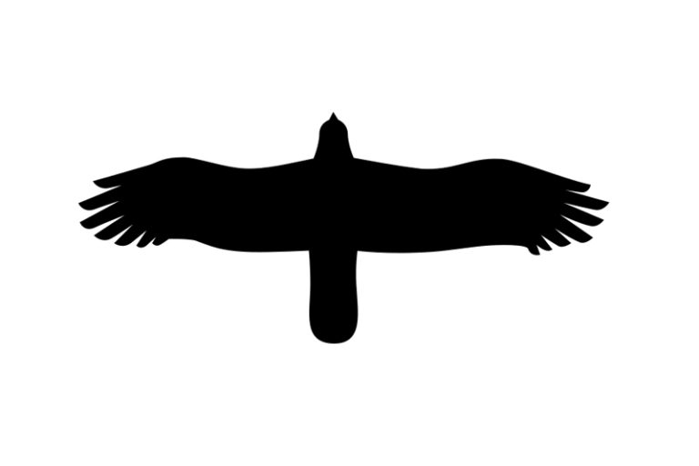 Accompagnateur en montagne, Rapace diurne - Prédateurs diurnes, Serres ...