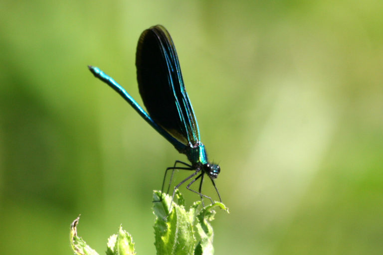 Accompagnateur en montagne, Odonate - Odonates, Libellules, Demoiselles ...