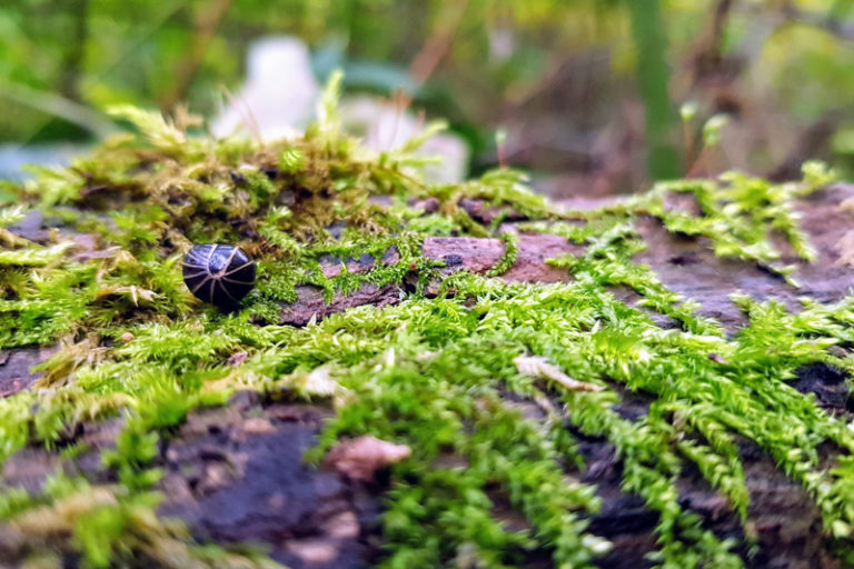 Gloméris - Accompagnateur en montagne Glomerida, Myriapode du sol, Décomposition, Fertilité du ...